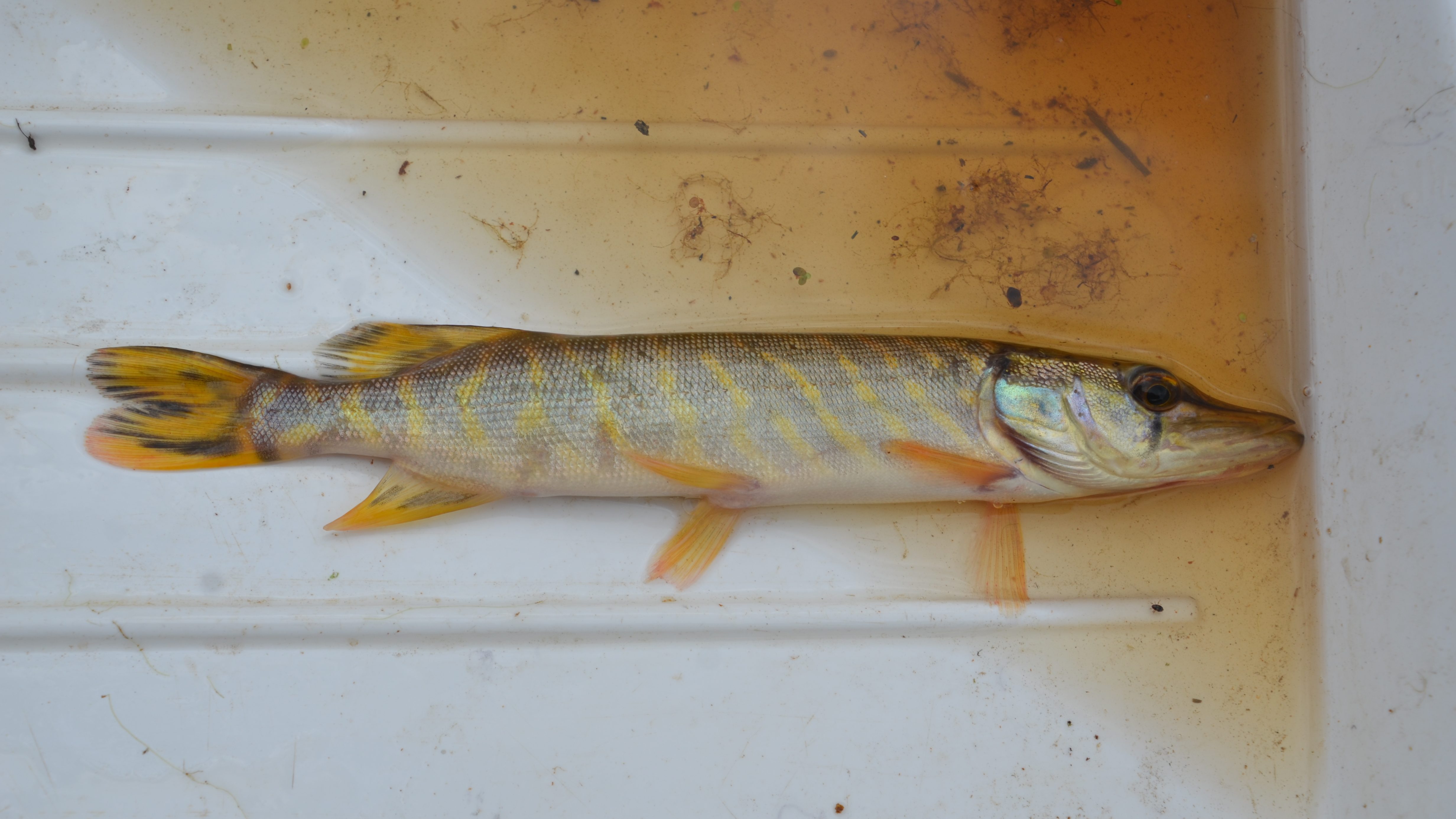 Pond management – Restoring and managing temporary pond ecosystems in ...